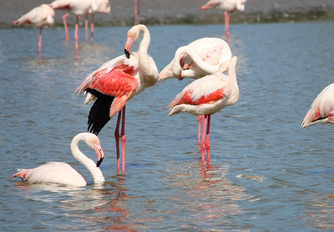 La Camargue – Port Gardian ~ Le port de la Camargue